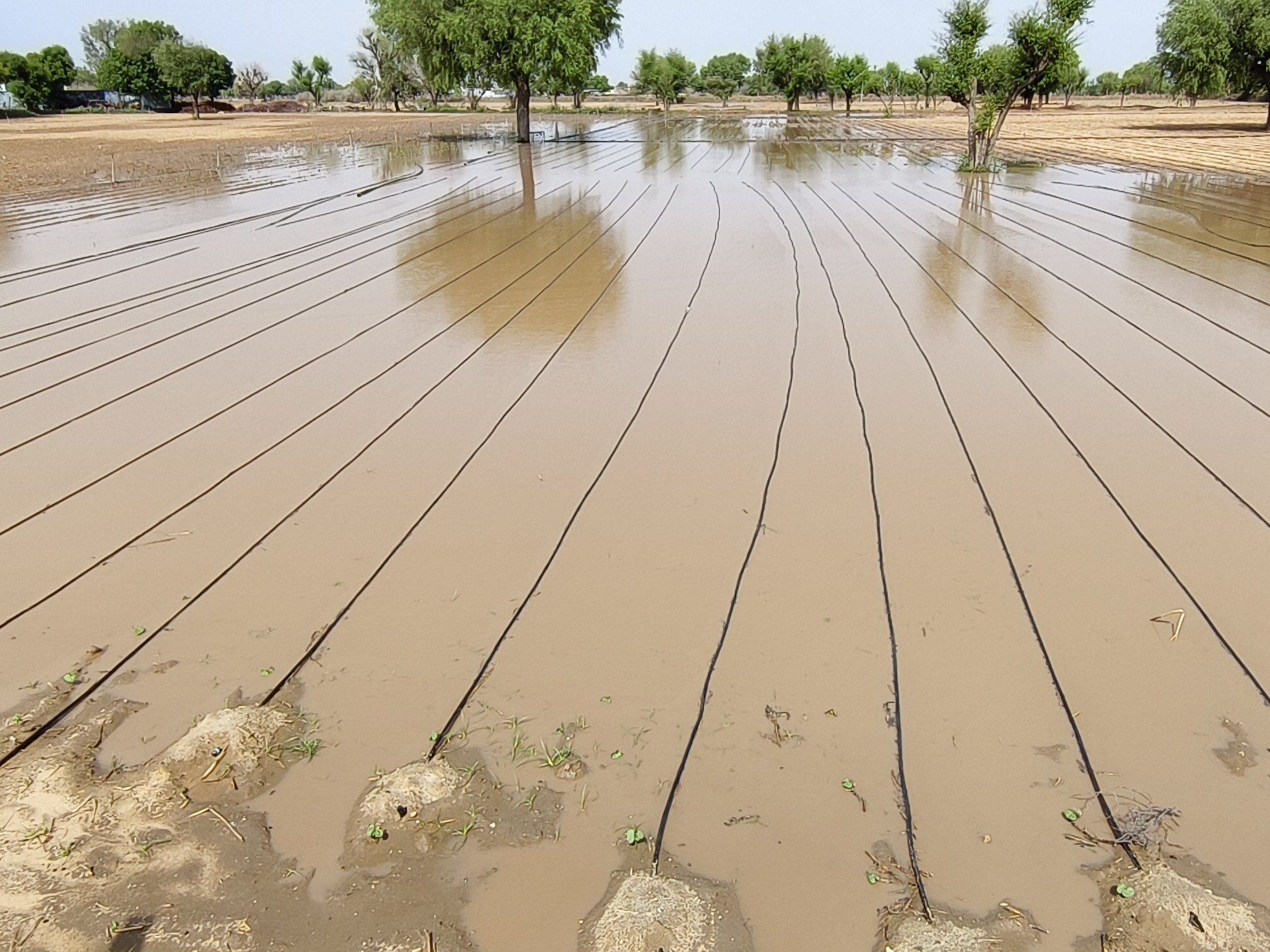Riyan Badi Storm: Trees, Poles Fall; Heat Relief!