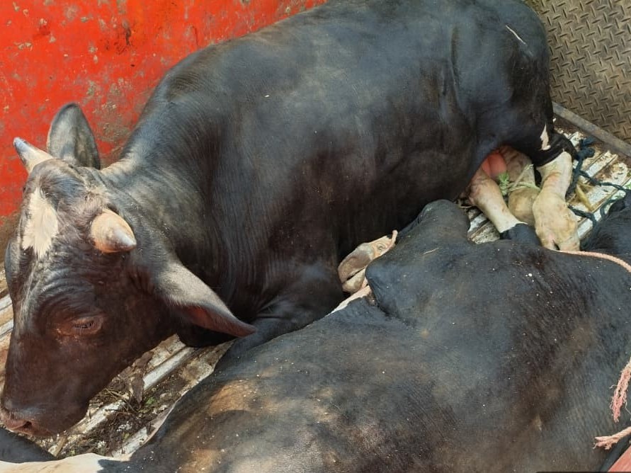 Bansgaon Bull Capture | Haripur Gaushala; Sad Attack Death
