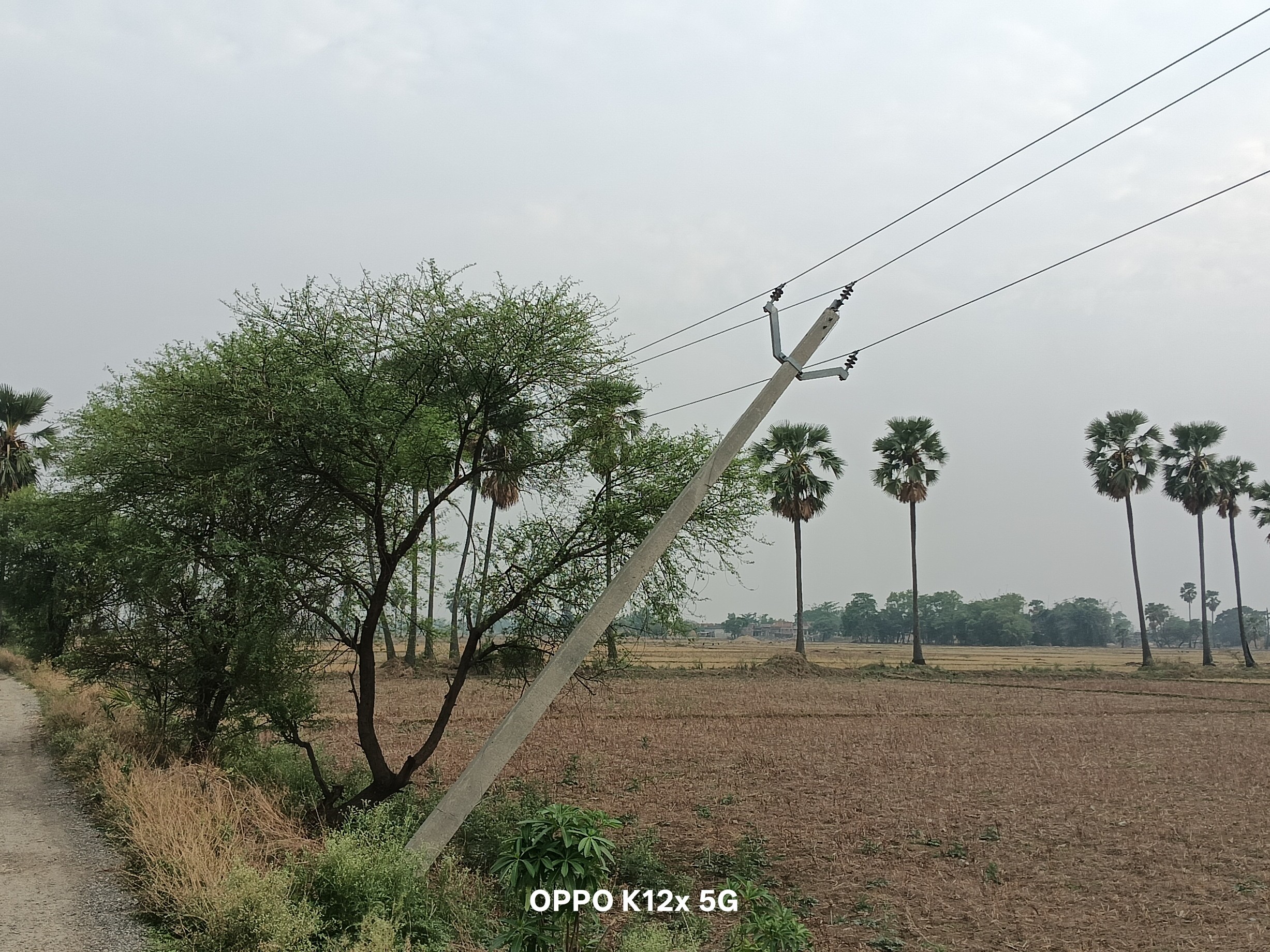 Goh Bihar Electricity Pole Danger | Farmers Demand Repair