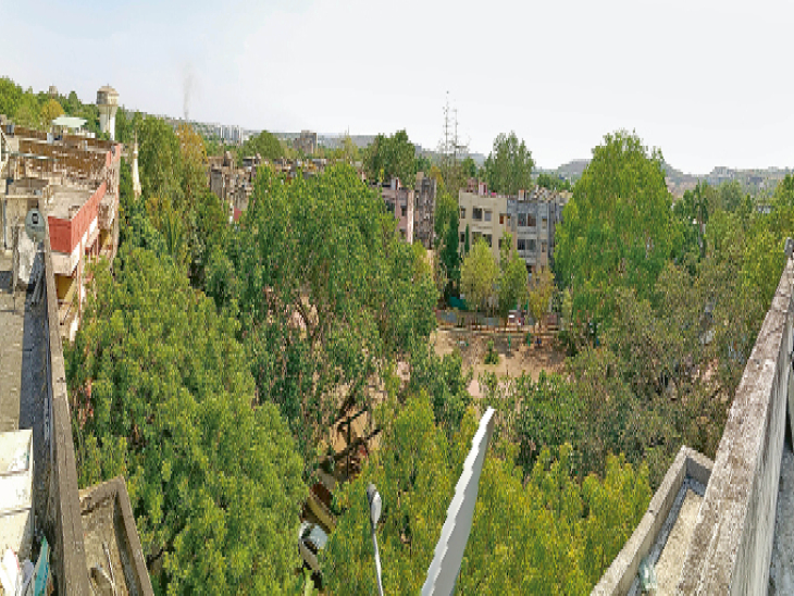 Only half the forest remains in Malwa, now 2.5 lakh more trees will be cut.