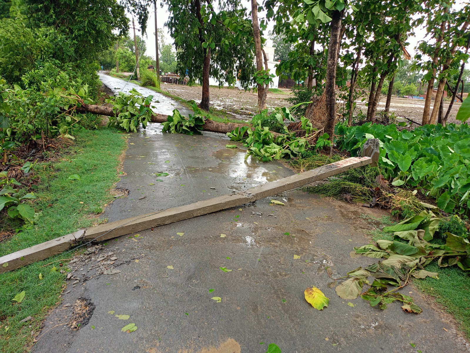 Storm Damage: Trees Down, Poles Toppled; Roads Blocked, Roofs Blown