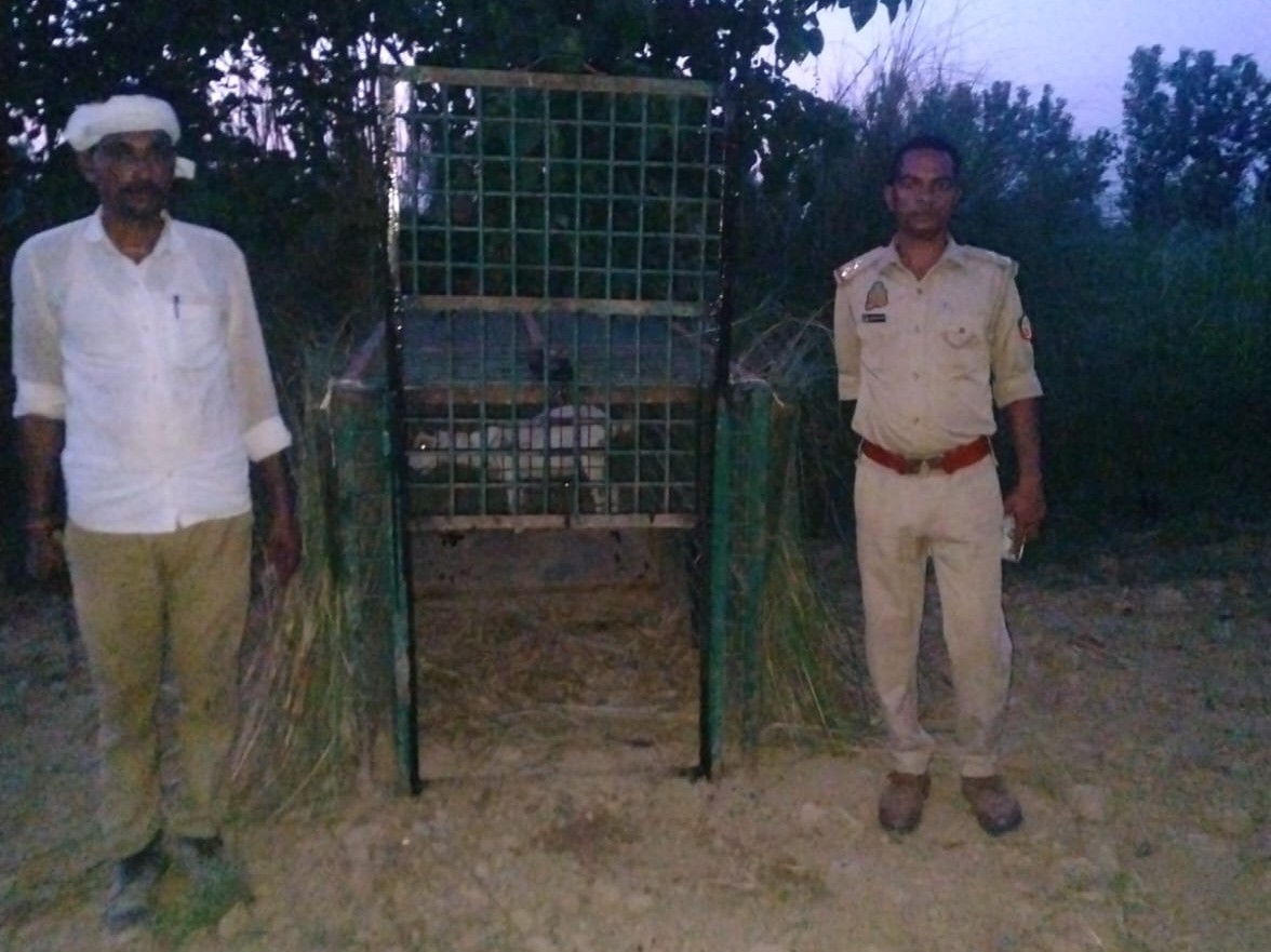 Bahraich Forest Dept. Cages & Trap Cameras | Saryu Foothills Leopard ...