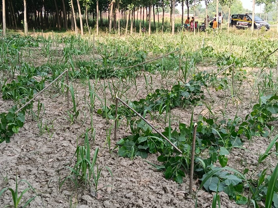 Shahjahanpur Farmers 150 Poplar Trees Chopped; Police Investigation ...
