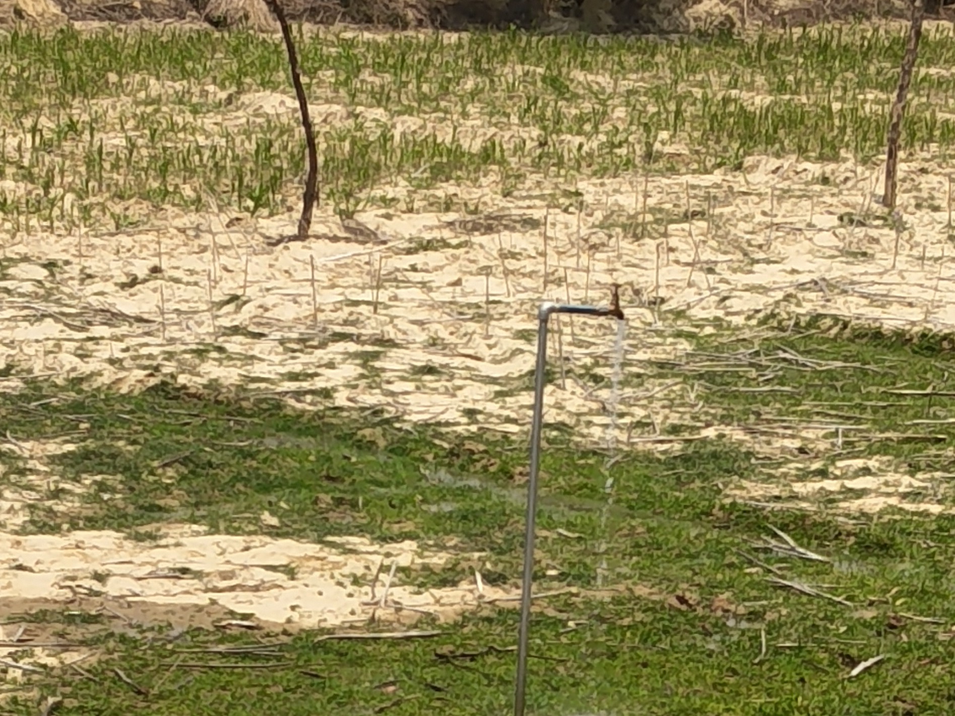 Chandour Water Wastage: Khet Toti Wasting Water, Villagers Irked