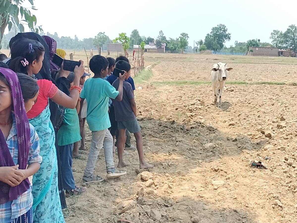 Shravasti Cows Circular Motion: Villagers See Divine Signs, Vet Examines