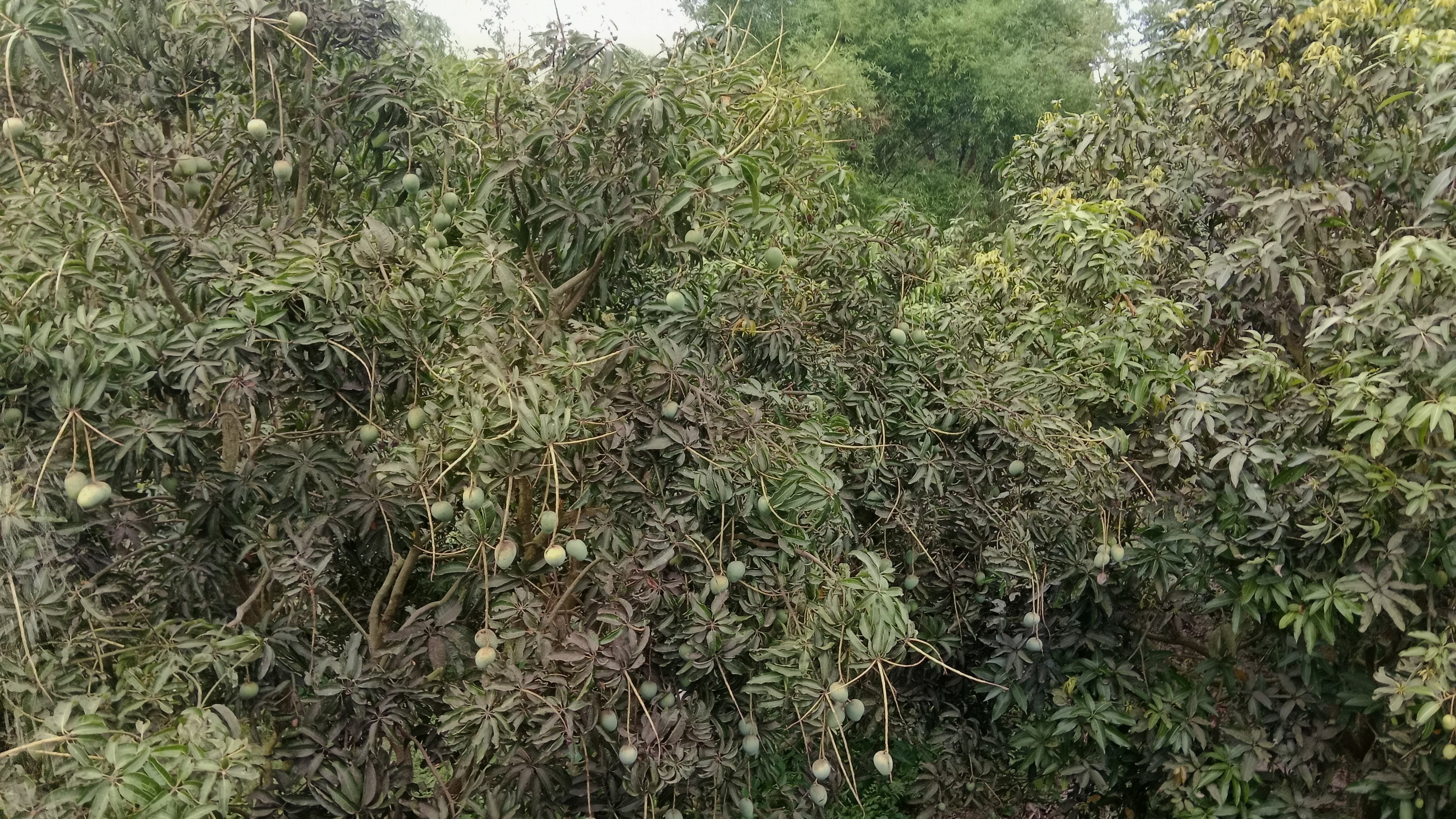Mango prices fall, traders and farmers worried