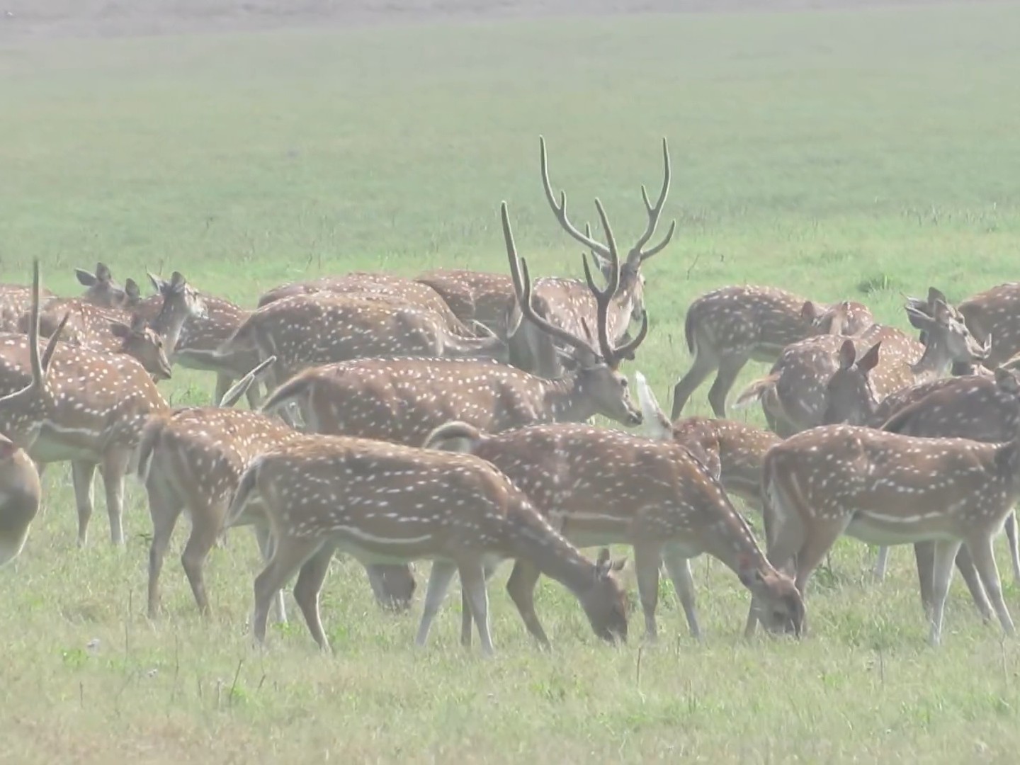 Corbett National Park Deer Herd Sightings | Ramganga River