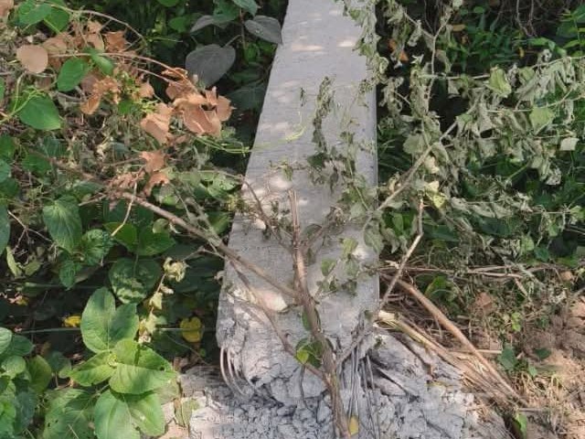 Dubahar Bihar: Engineer SDO Negligence Alleged; Power Pole Repair Demand