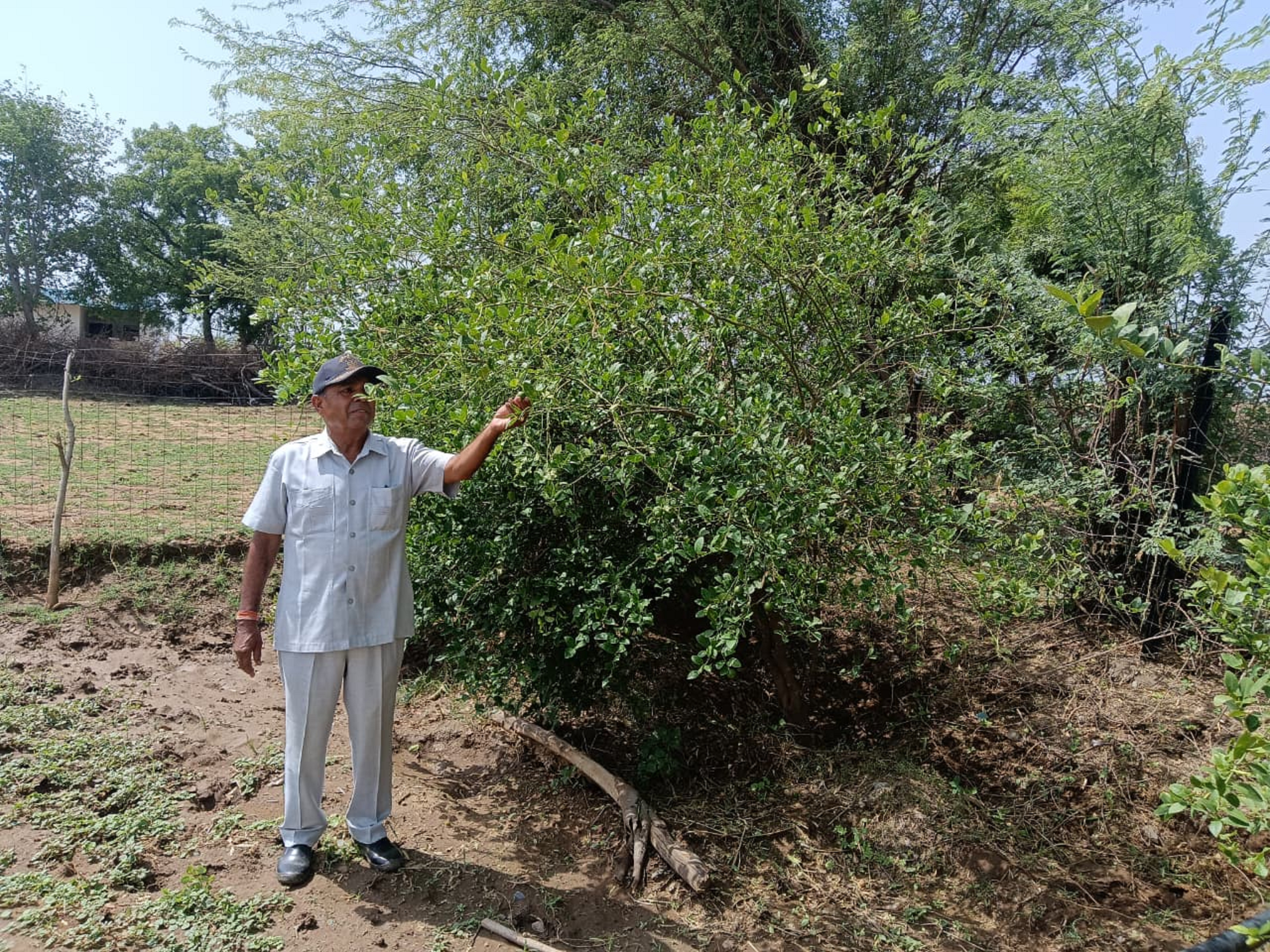 A successful model was developed using drip irrigation, solar system ...