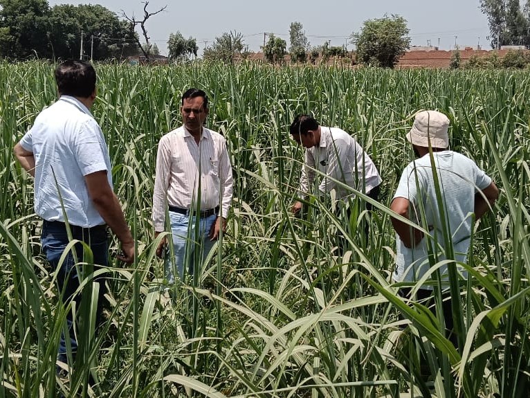 Bhesana Mill Officials Inspect Sugarcane Pests, Offer Farmer Solutions