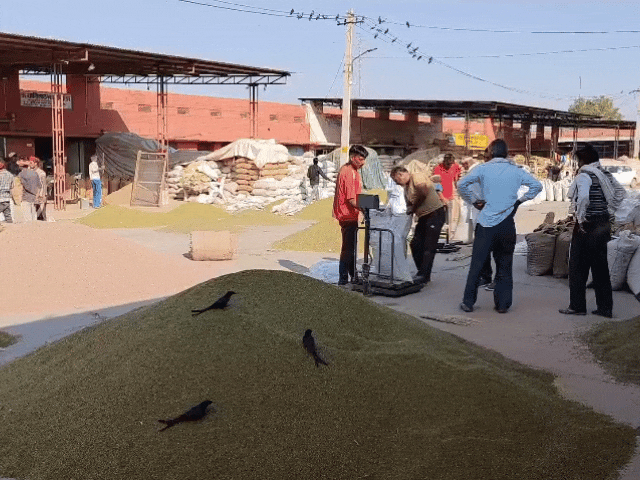 Nagaur Mandi Rates: Mustard, Gram Rise; Fennel, Cumin Fall