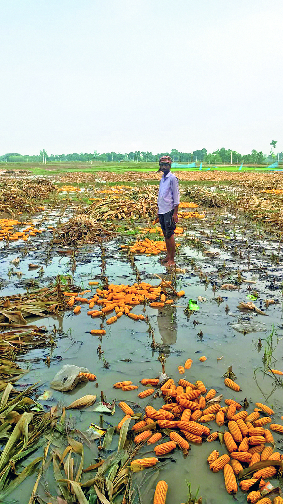 Pre-monsoon spells disaster for Adapur, maize crops submerged in fields