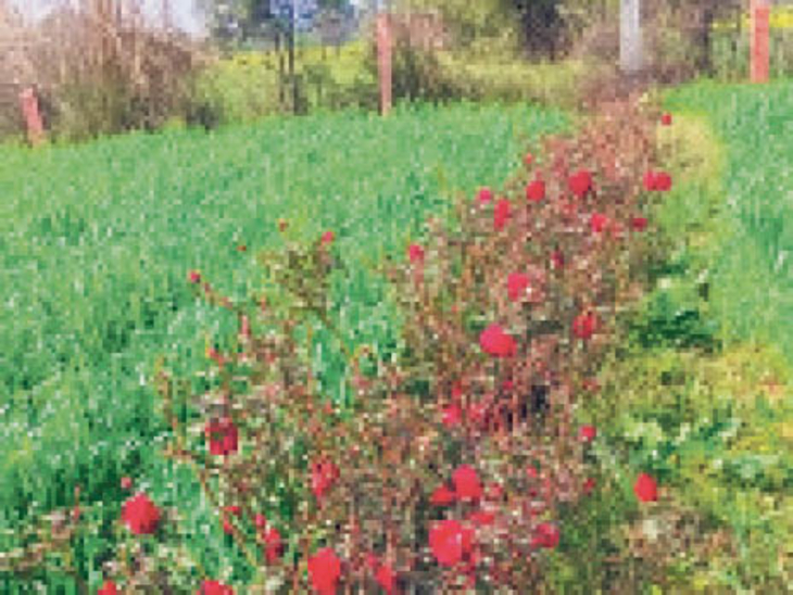 Integrated farming and scientific methods have replaced traditional ...