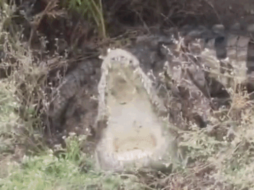 Kota Crocodile Rescue | 6-ft Reptile Nabbed by Forest Dept