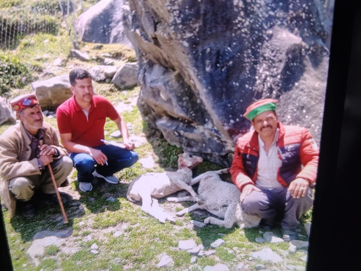 Himachal Leopard Attack | Bharmani Mata Temple Sheep Killed