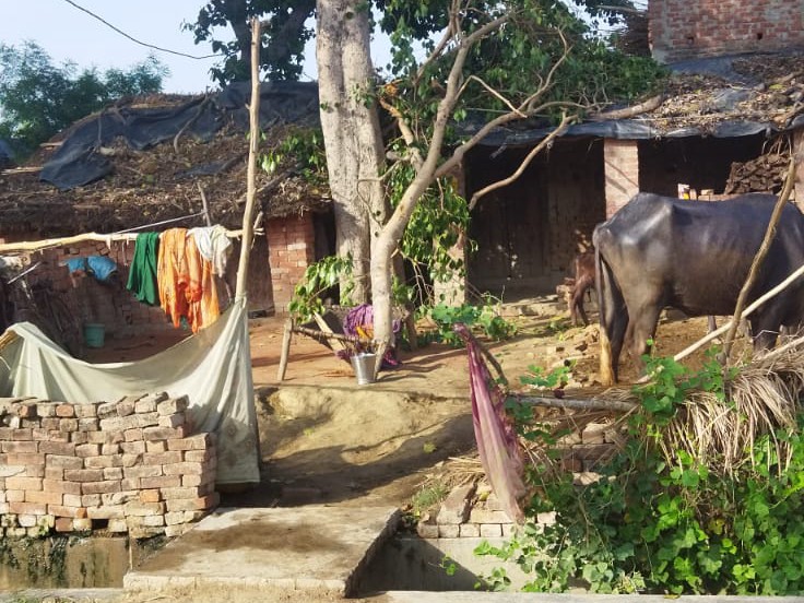 Fatehpur Tree Fall Accident | Bheemppur Woman Critical