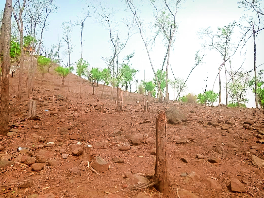 Bateri Hill... The stumps of felled trees tell the story; the mafia cut ...