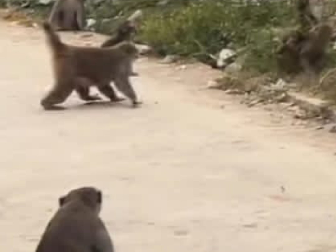 Ayodhya Woman Bitten By Monkey On Roof Tank | Tarun News