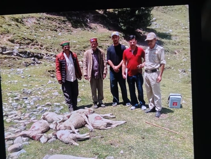 Himachal Leopard Attack | Bharmani Mata Temple Sheep Killed