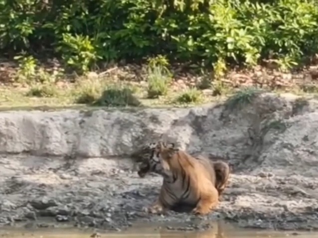 Corbett Tiger Roars | Rare Sight Captured by Tourists in Phato Zone