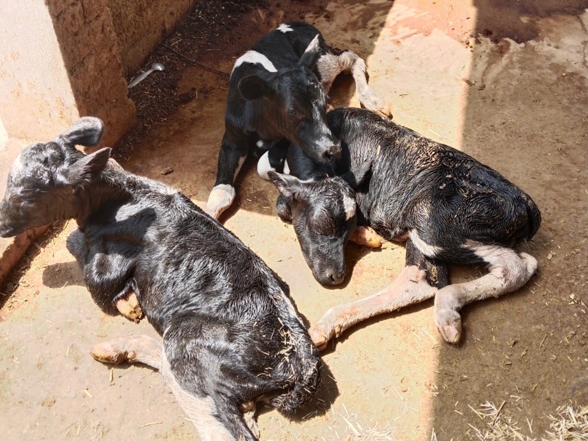 Bijnor Cow Births Three Calves | Rare Event in Kiratpur