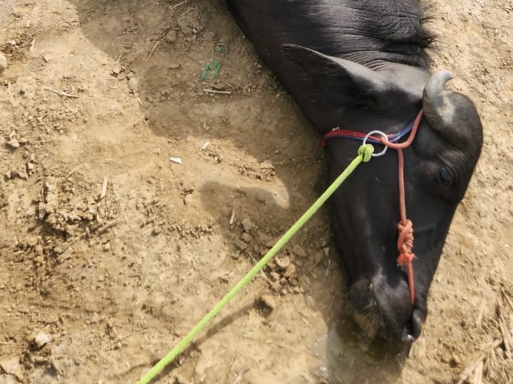 Modinagar Family Saves Life After Jumping Bullock Cart | Compensation ...