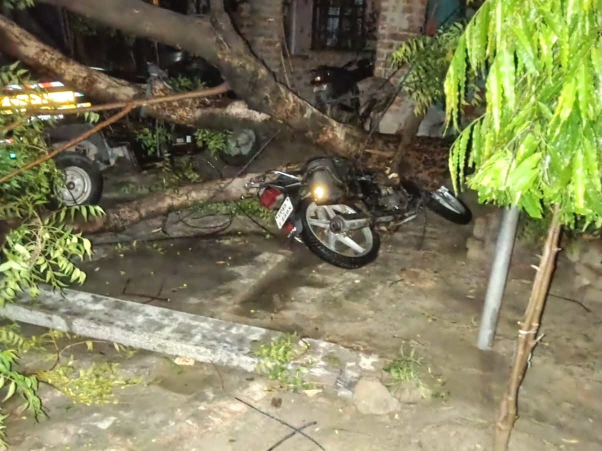 Rampur Tree Fall Accident: Family Escapes Unhurt, Bike Damaged