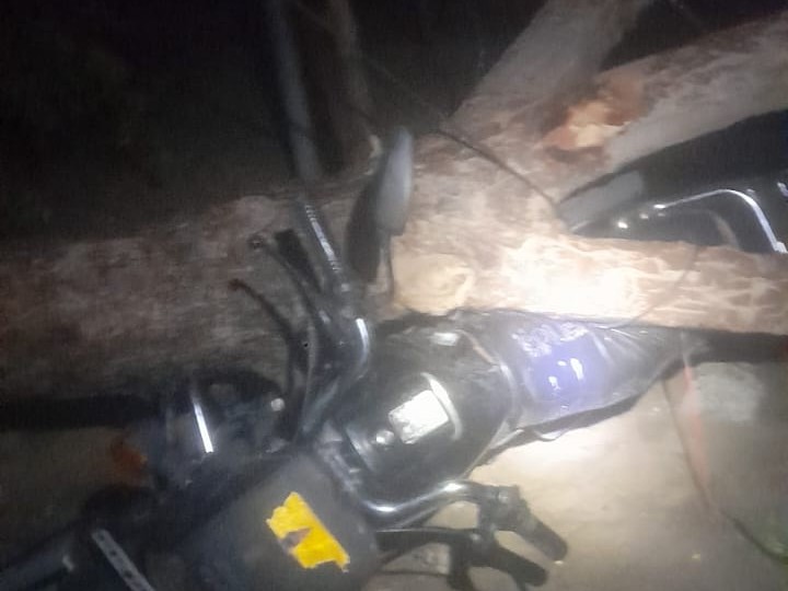 Rampur Tree Fall Accident: Family Escapes Unhurt, Bike Damaged