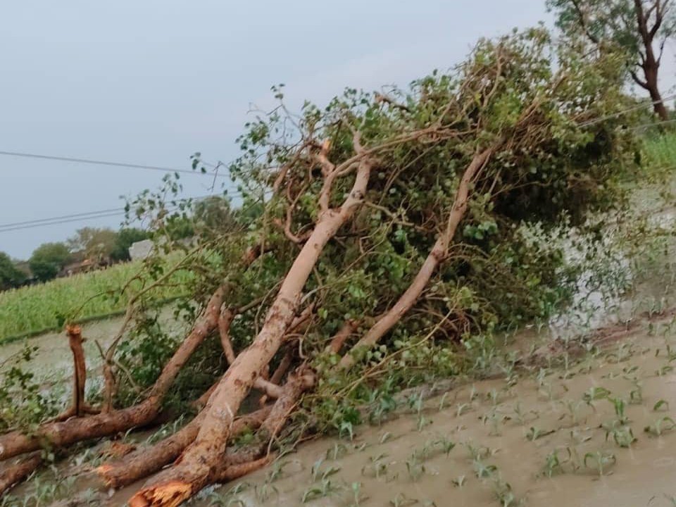 Pisawa Villages Trees Poles Fall | Storm Disrupts Power Supply