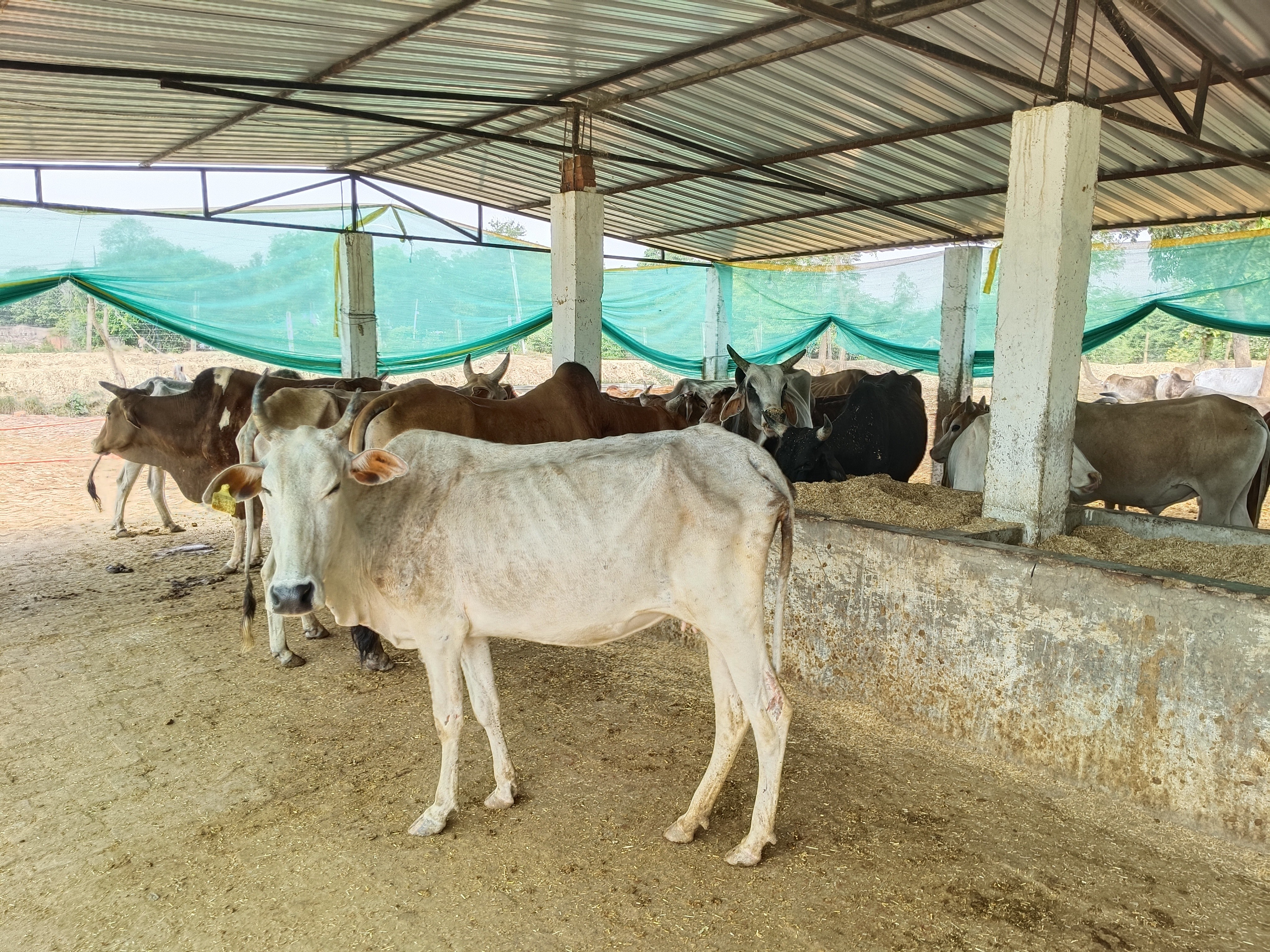 Kurawan Cow Shelter Improved | Dainik Bhaskar News Impact | Animals Get ...