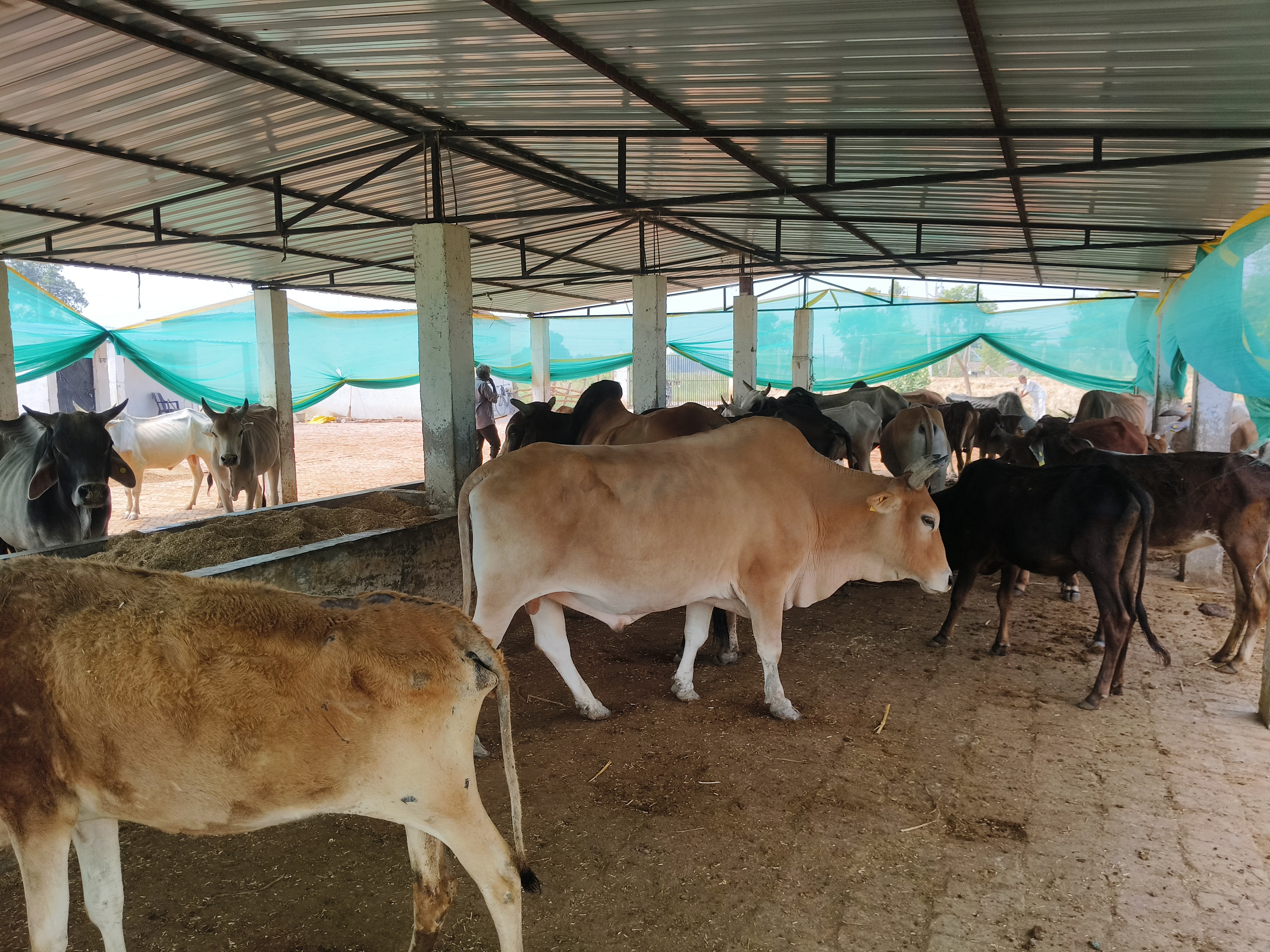 Kurawan Cow Shelter Improved | Dainik Bhaskar News Impact | Animals Get ...