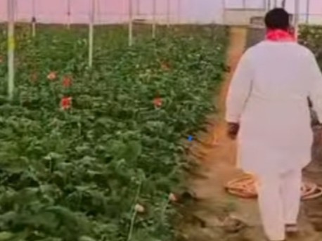 Mirzapur Farmers Get Subsidy for Gerbera Farming | Horticulture Dept