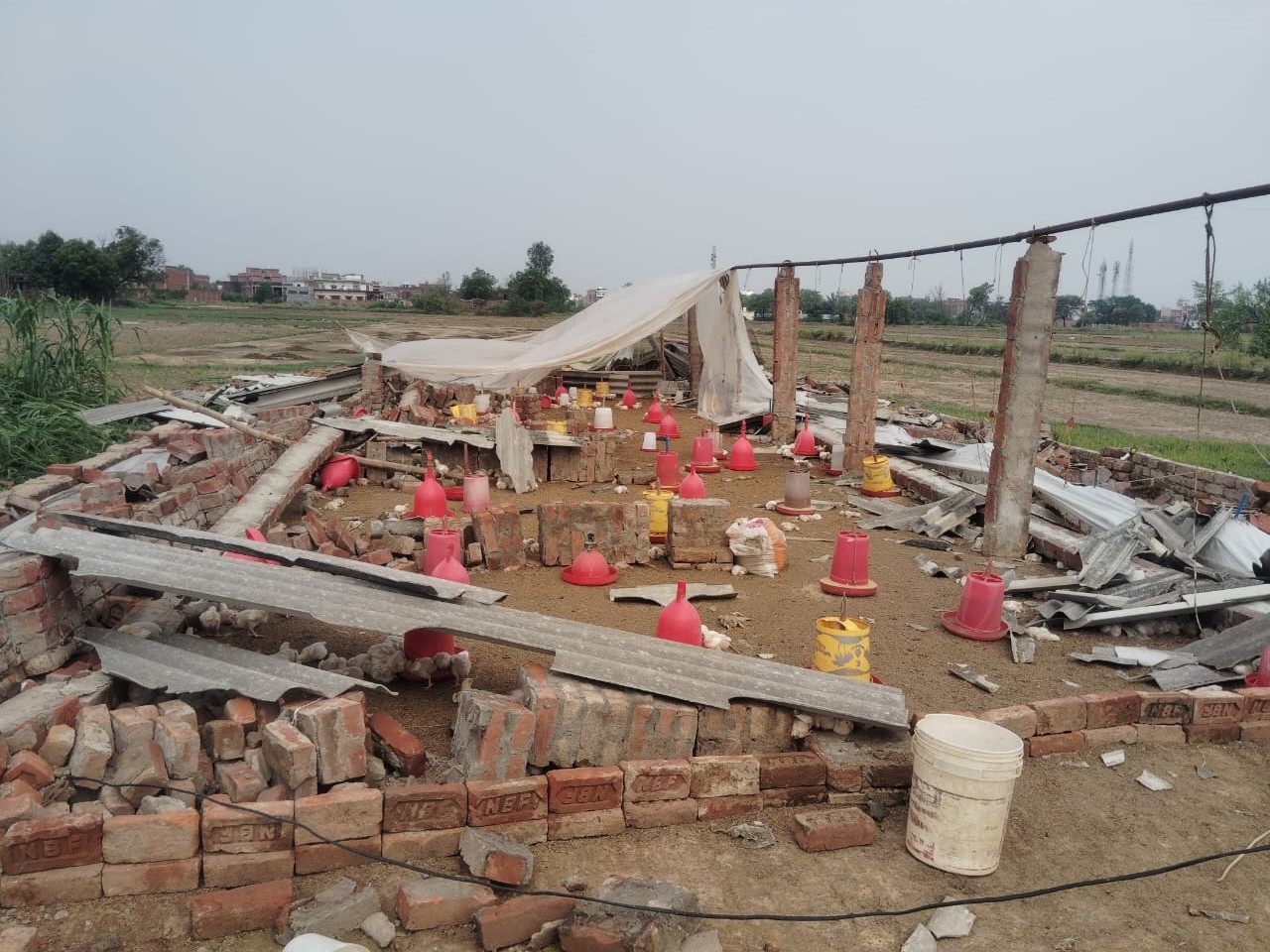 Chahania Storm Damage | Poultry Farm Chicks Death Power Outage