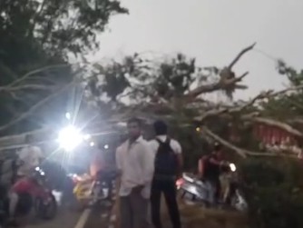 Pathankot Tree Fall Disrupts Traffic; Rain Offers Respite