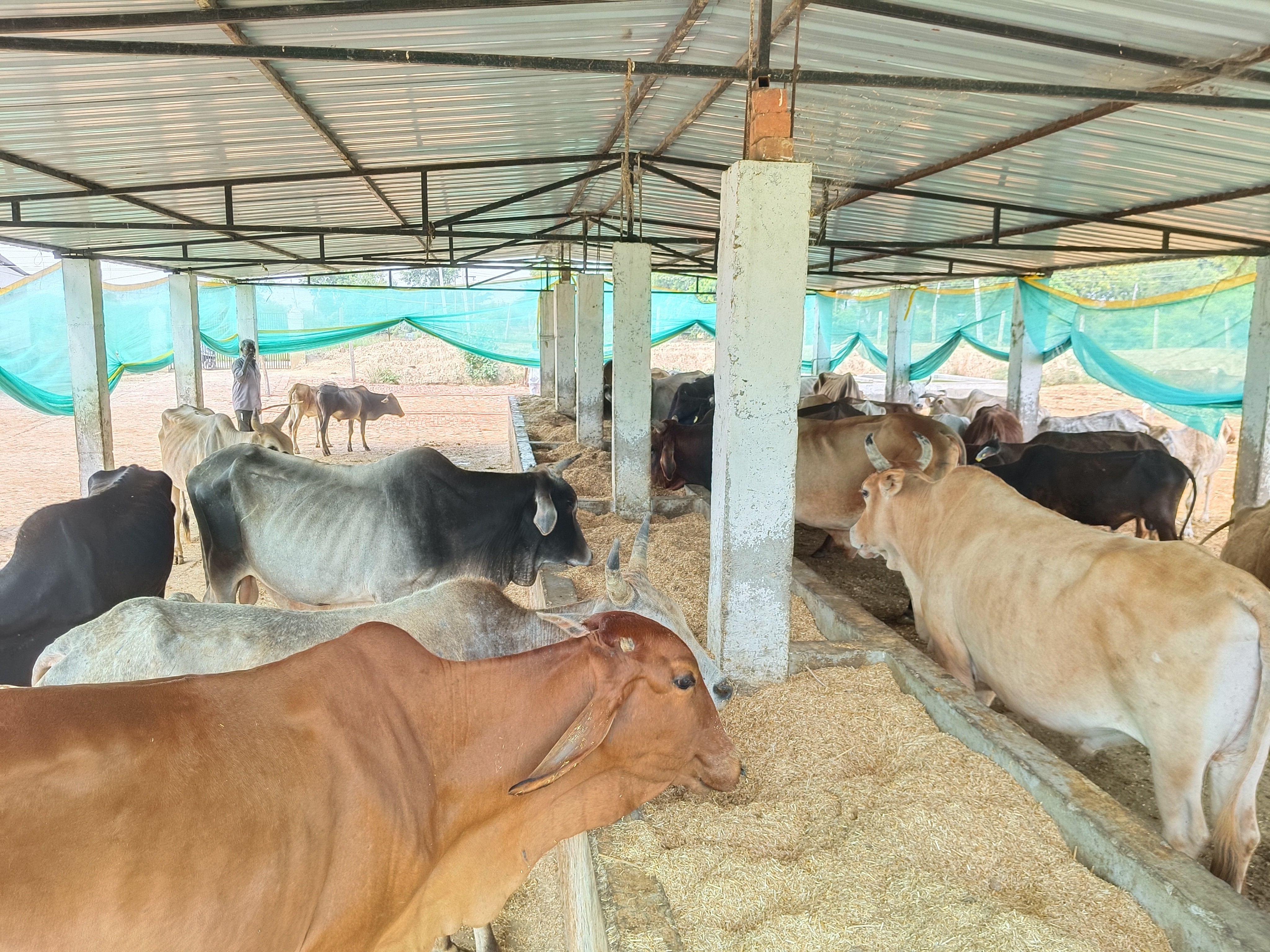 Kurawan Cow Shelter Improved | Dainik Bhaskar News Impact | Animals Get ...