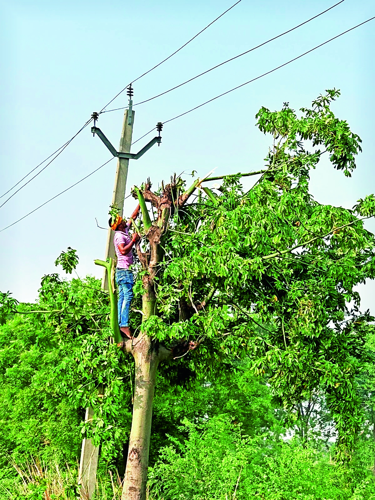 Preparation: Tree branches adjacent to power lines are being trimmed ...