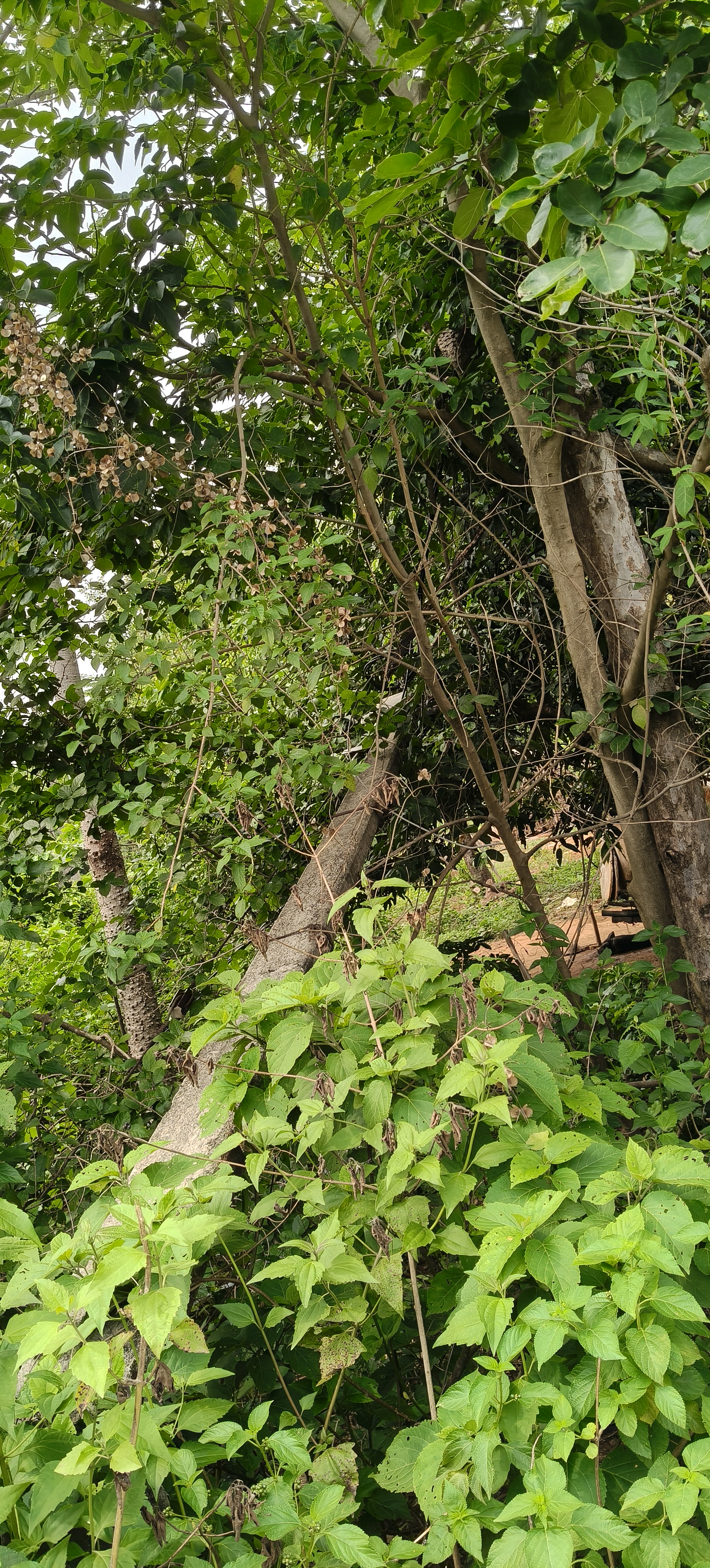 Nine months later, electricity continues to flow through a broken pole ...