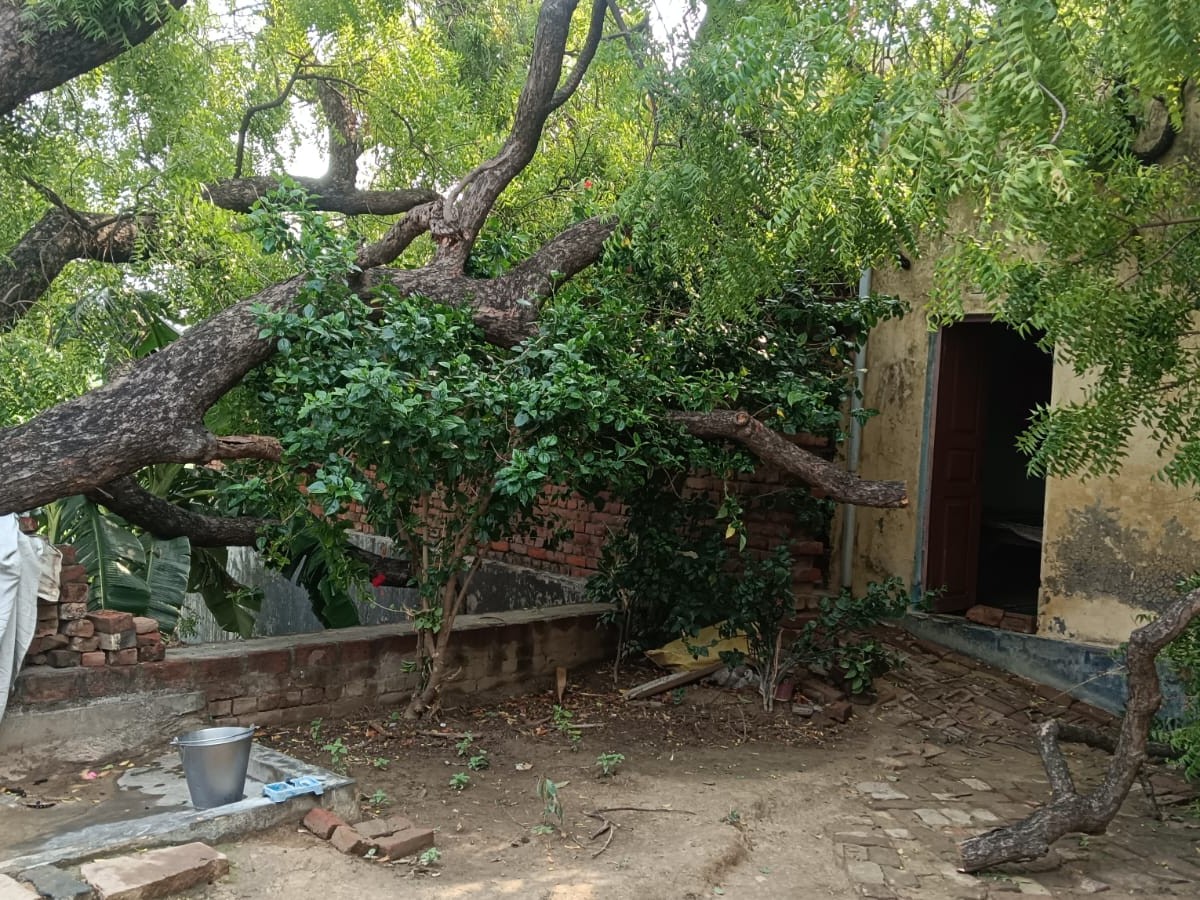 Chahania Storm Damage | Poultry Farm Chicks Death Power Outage