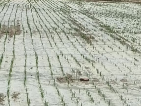Raebareli Farmers Adopt Super Seeder Tech | Boost Yields