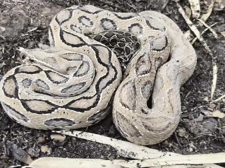 Udaipur Snake Rescue | Tube Well Chamber Discovery | 23 Snakes Found