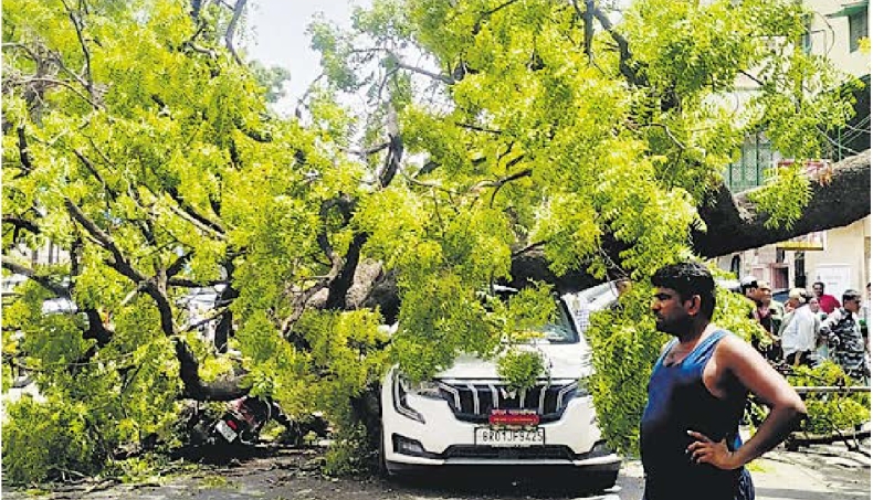A neem tree fell on a moving car and scooter near Gangauri Hospital ...