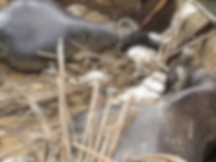 Khivai Dairy Roof Collapse: Two Buffaloes Dead, Many Injured