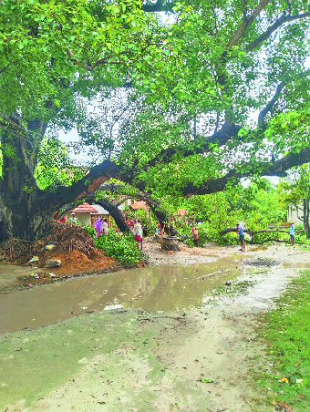 A hundred-year-old peepal tree fell in the storm and rain.