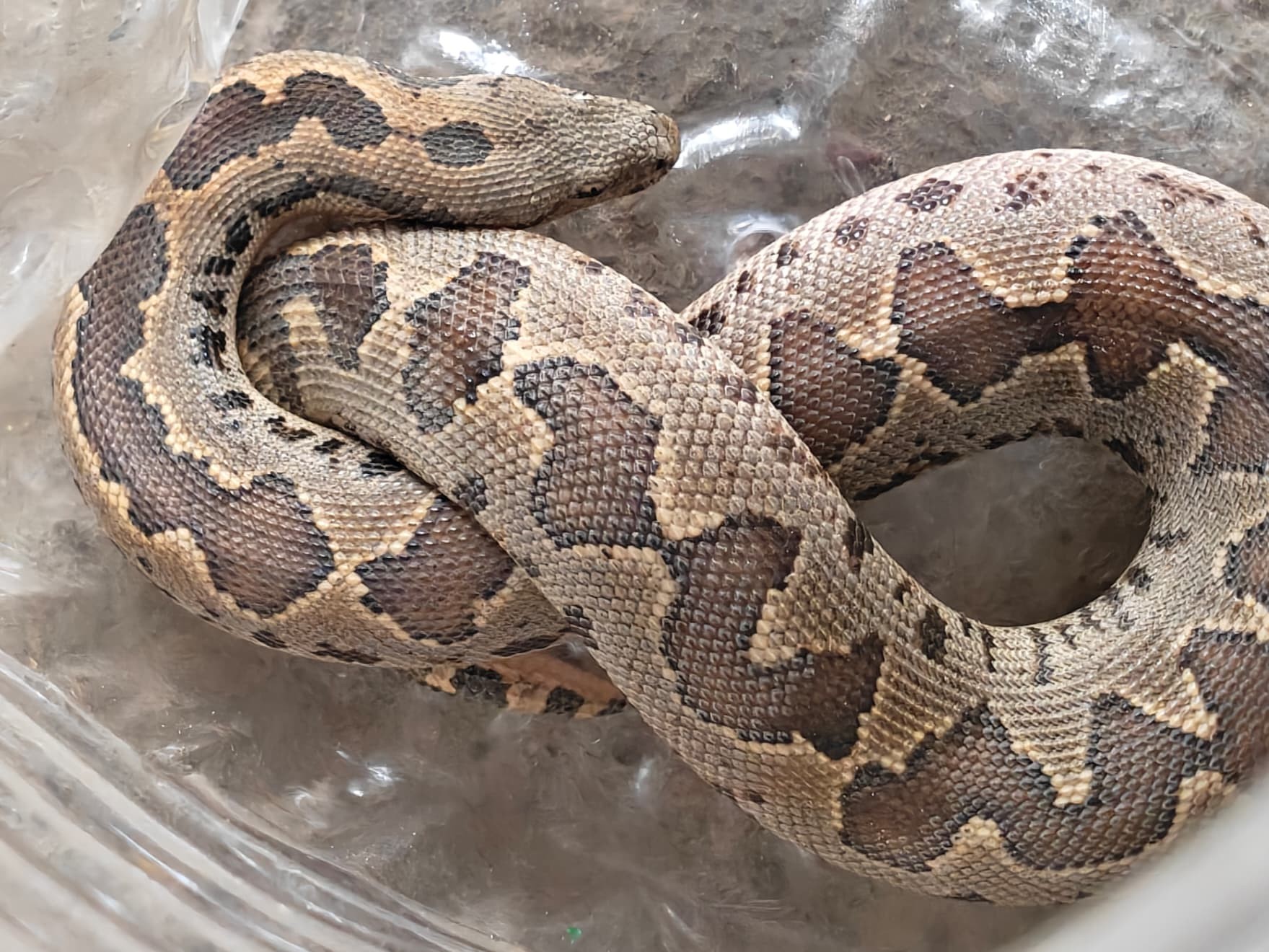 Bahraich Bakery Viper Rescue | Forest Dept Saves Day