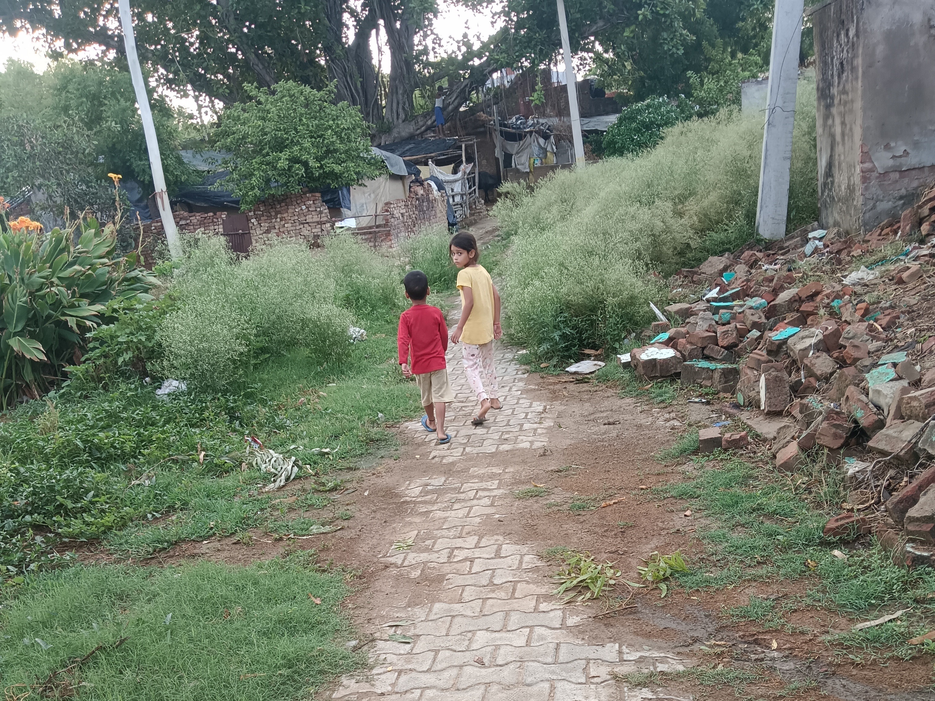 Asadpur Village Road Blocked by Grass; Locals Demand Cleaning
