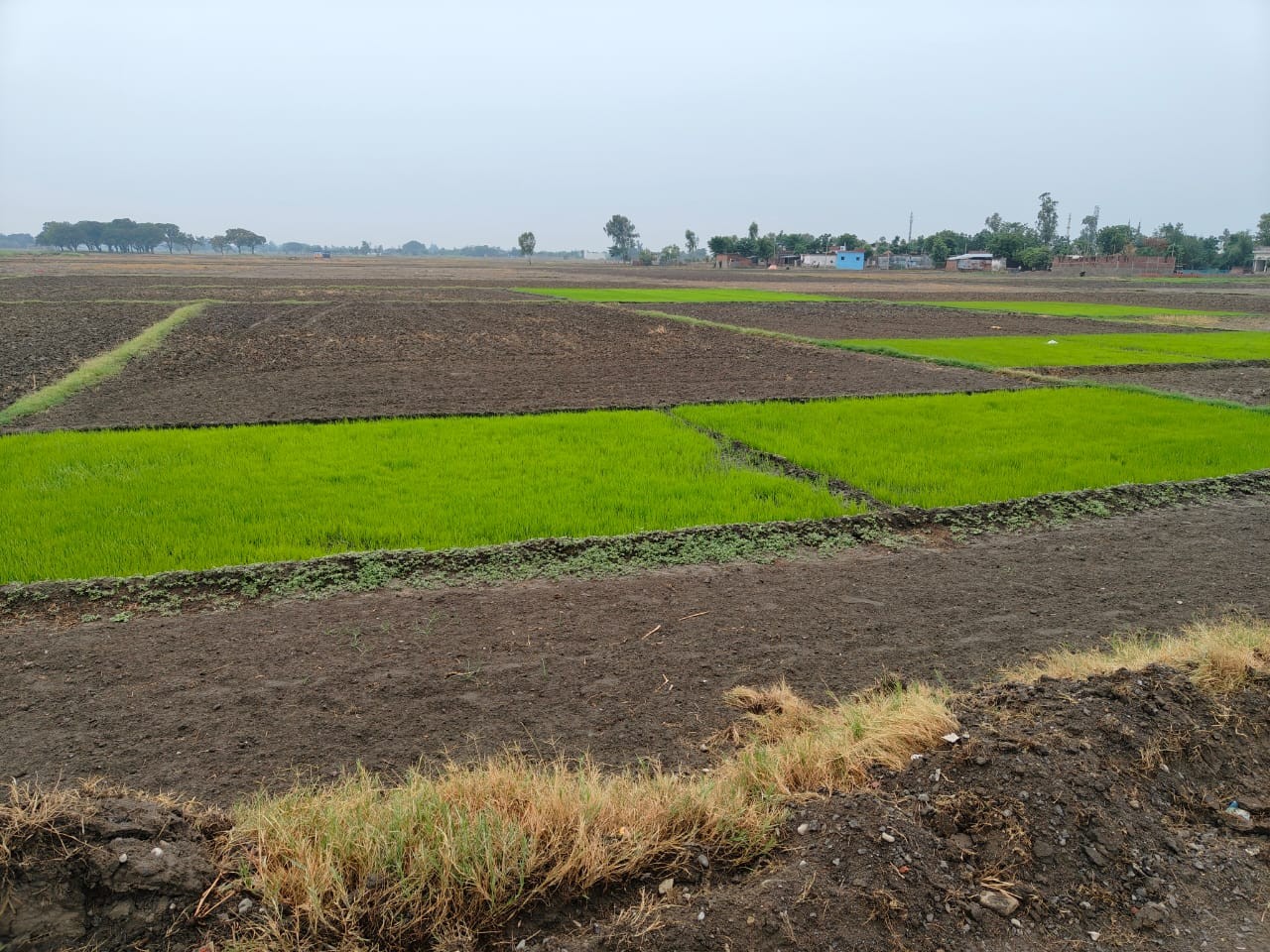 Dumariyaganj Heat Damage Paddy Nursery | Farmers Worried