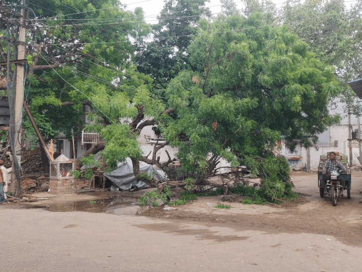 Dig Storm Power Outage | Trees, Poles Down; Damage Reported
