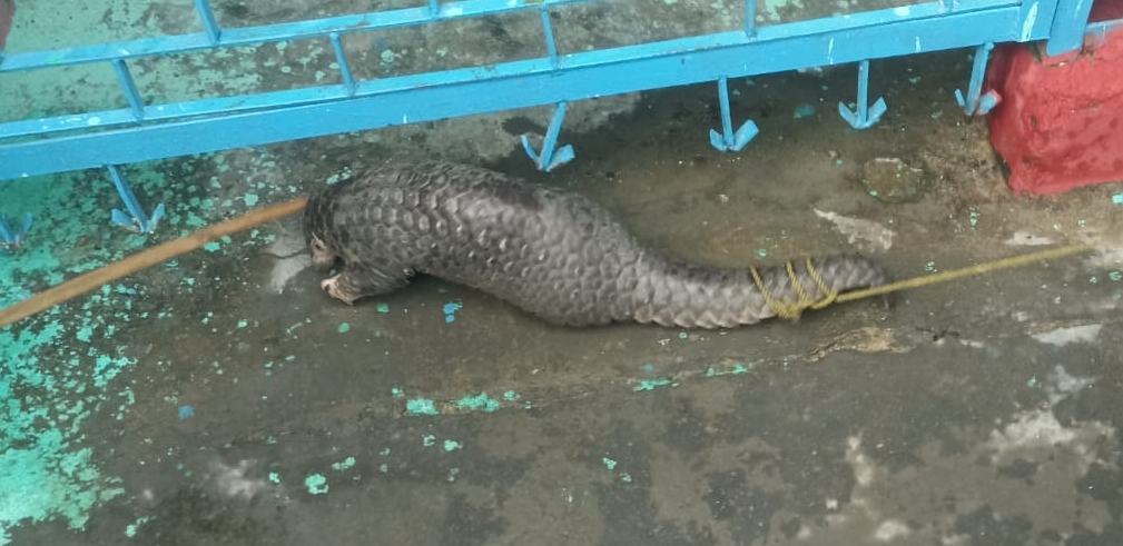 Rare wild animal Pangolin found in Thakurganj