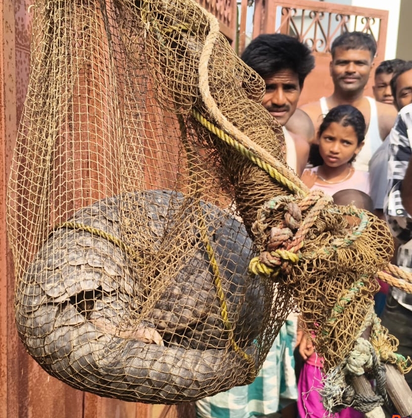 Rare wild animal Pangolin found in Thakurganj