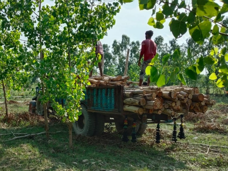Bareilly SDM Orders Seizure of Poplar Wood in Land Dispute